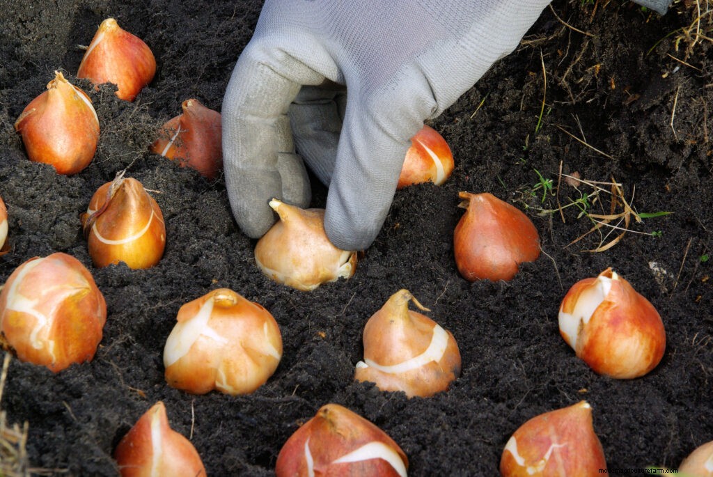 Fall Bulb Planting Tips